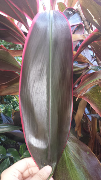 Red Ti Leaf | Project Noah