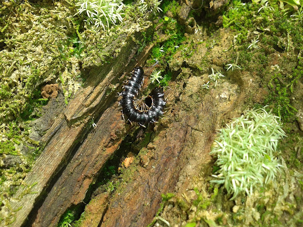 Armoured millipede | Project Noah
