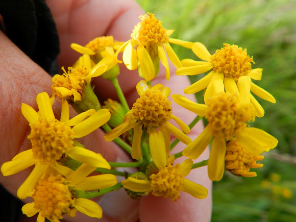 Butterweed | Project Noah