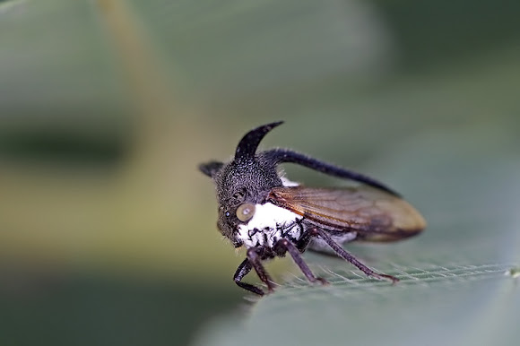 Thorn Mimic Treehopper | Project Noah
