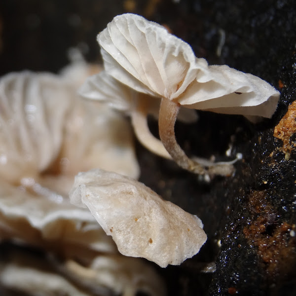 Marasmiellus candidus | Project Noah