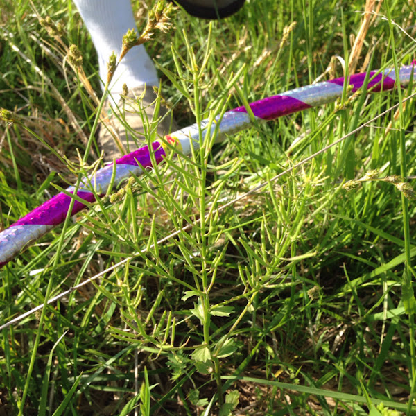 Spotting | Project Noah