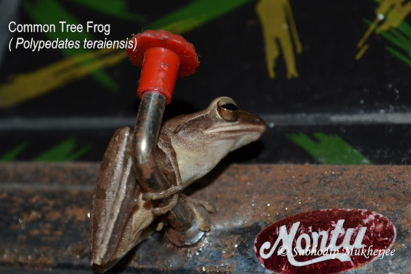 Common Tree Frog | Project Noah