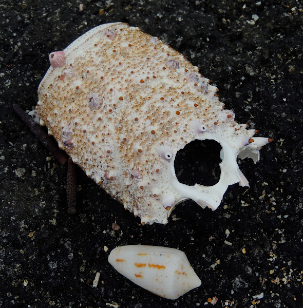 Lobster shell | Project Noah