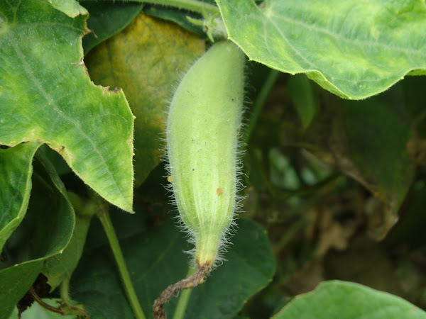 parwal (potol) | Project Noah