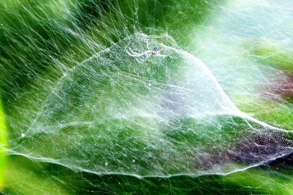 Tent Web Spider | Project Noah