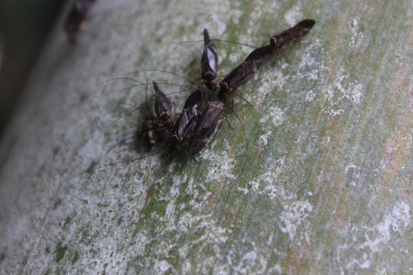Barkflies | Project Noah