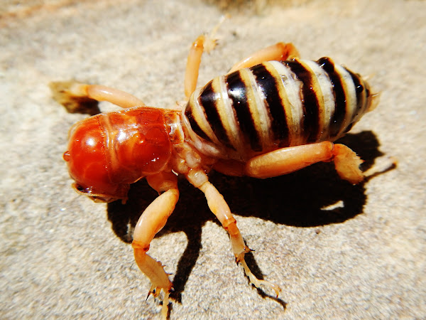 Jerusalem Cricket | Project Noah