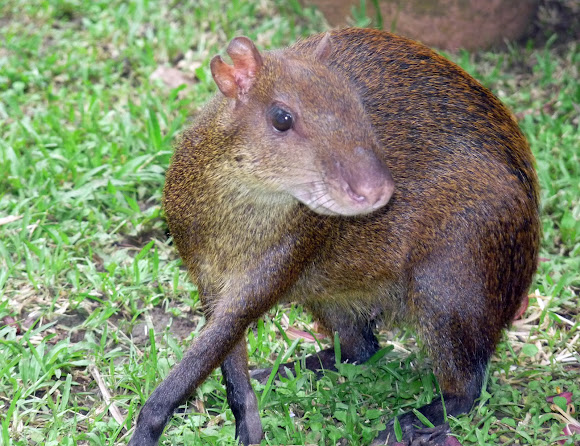 Central American Agouti - Ñeque | Project Noah