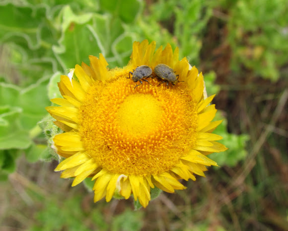 Dusty maize beetles | Project Noah