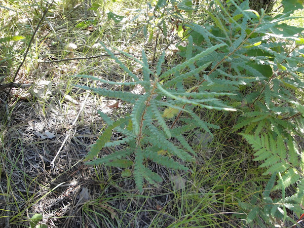 Sweet fern | Project Noah