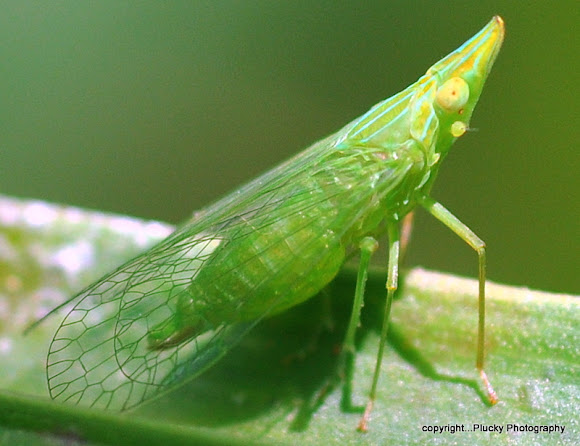 green planthopper | Project Noah
