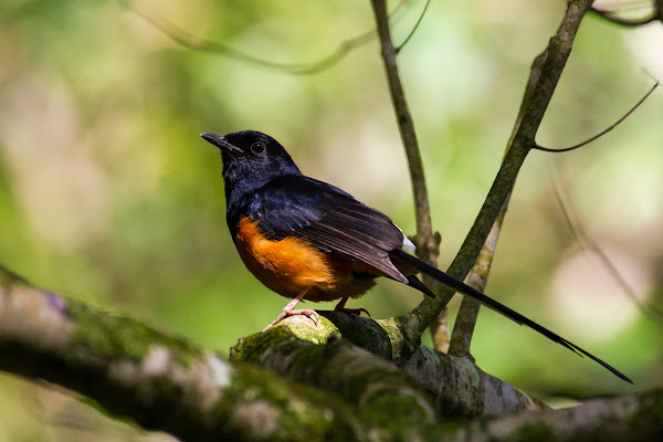 White-rumped Shama | Project Noah