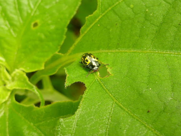 Calligraphy Beetle | Project Noah