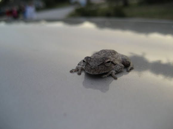 Pine Woods Treefrog | Project Noah