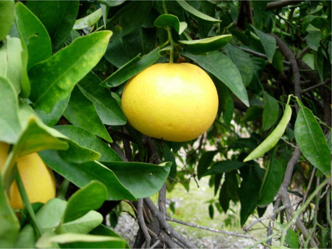 Citrus maxima, sin. C. grandis (Pomelo) | Project Noah