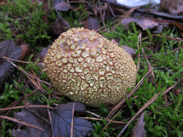 OPEN pigskin poison puffball | Project Noah