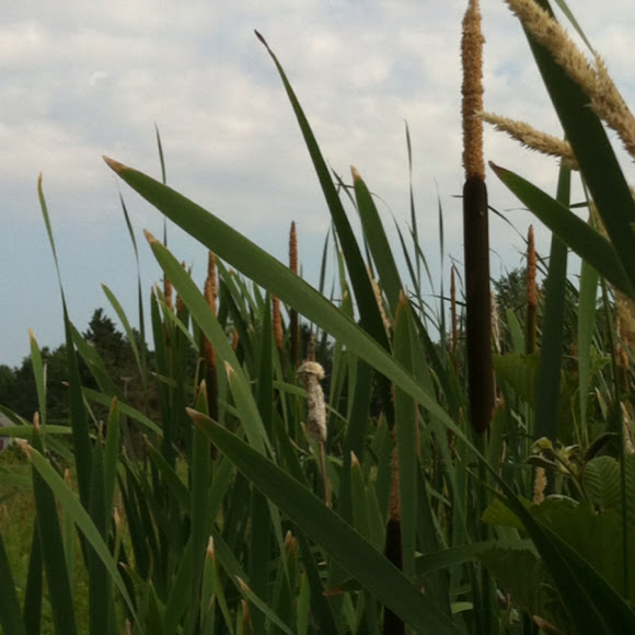 Cattails | Project Noah