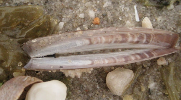 Common Razor Clam | Project Noah