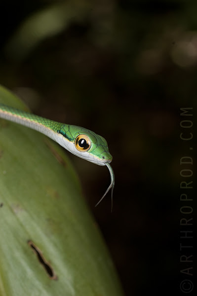 Satiny Parrot Snake | Project Noah