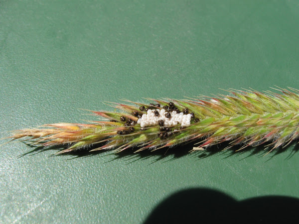 stink bug nymphs | Project Noah