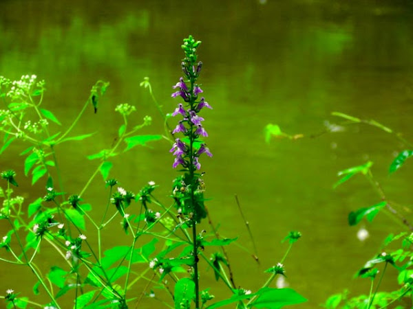 Great Blue Libelia | Project Noah