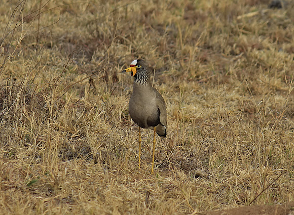 African wattled lapwing/plover | Project Noah