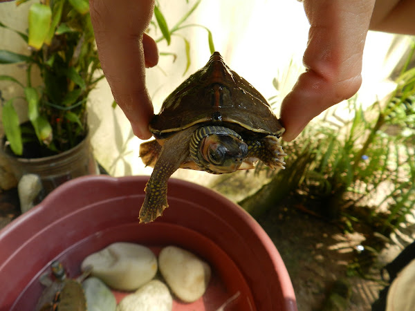 Indian Roofed Turtle | Project Noah