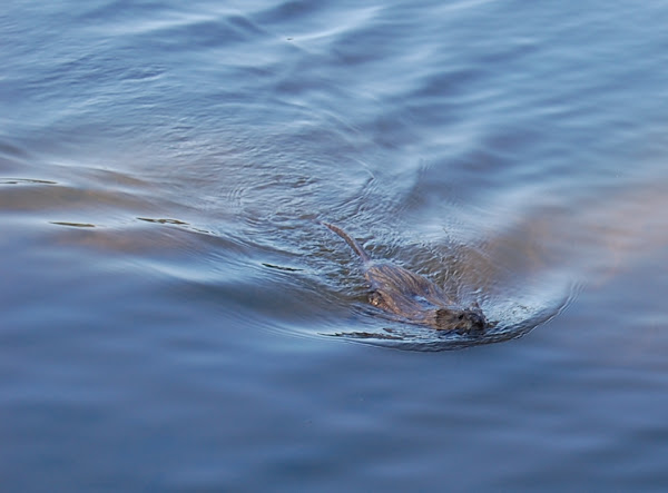 Round Tail Muskrat | Project Noah