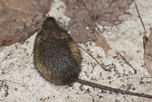 Meadow Jumping Mouse | Project Noah