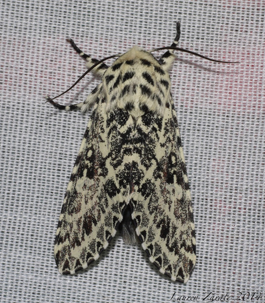 Prominent Moth | Project Noah