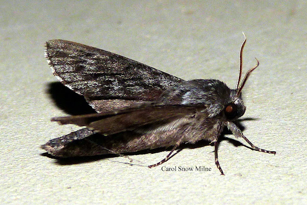 Northern Pine Sphinx Moth | Project Noah