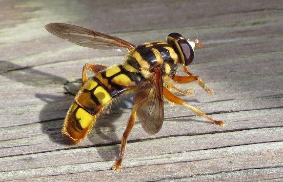 Yellow Jacket Hover Fly | Project Noah