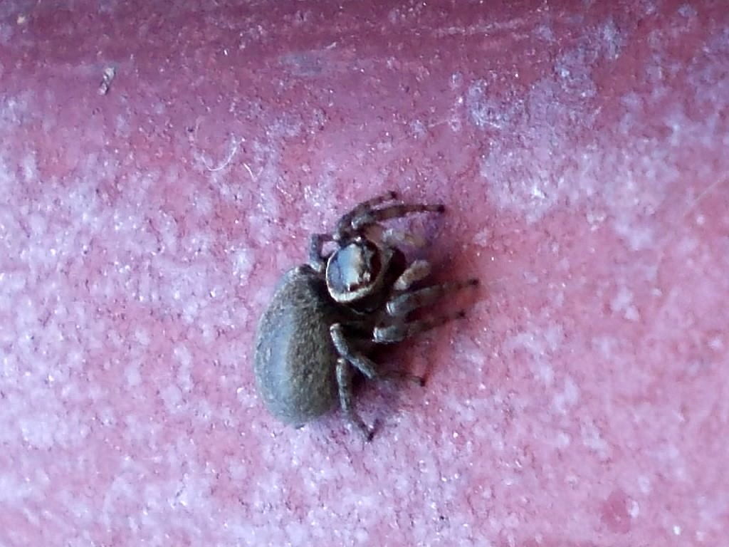 NZ Jumping spider | Project Noah