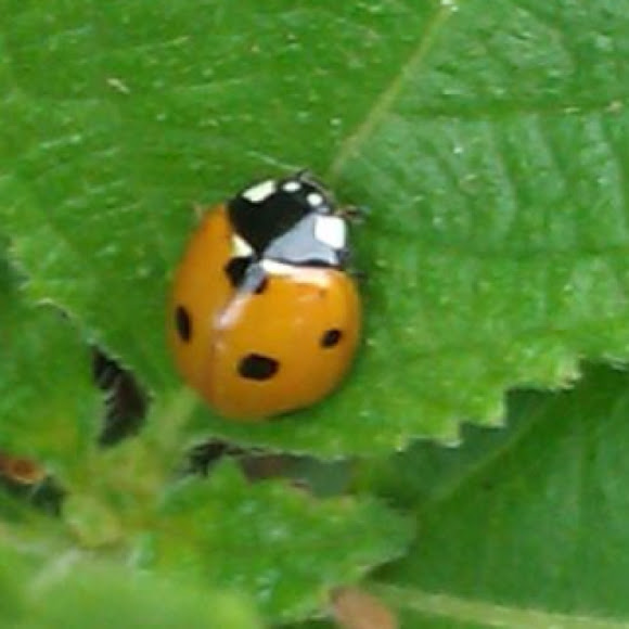 Seven Spotted Ladybug | Project Noah