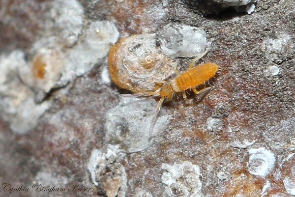 Slender Springtail | Project Noah