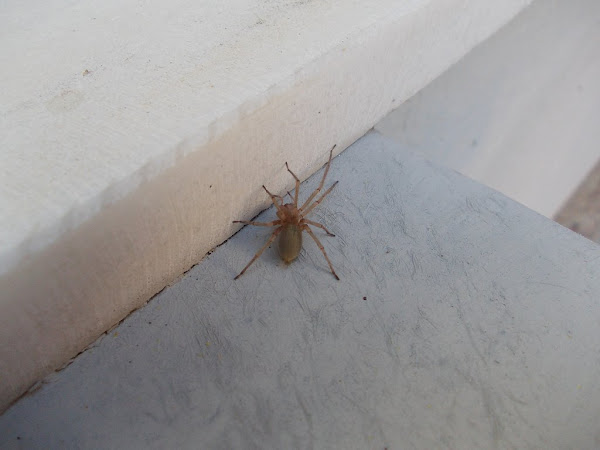 Northern yellow sac spider | Project Noah