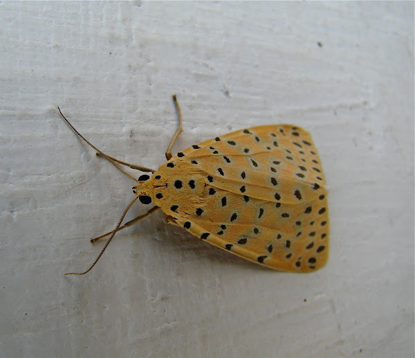 Crotalaria Pod Borer | Project Noah