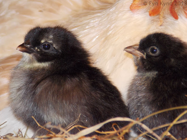 Chicks | Project Noah