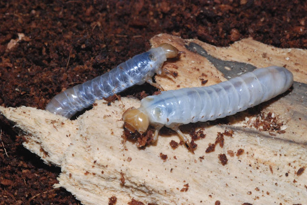 Horned passalus (larvae, pupa, and adult) | Project Noah