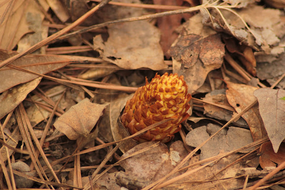 Squawroot | Project Noah