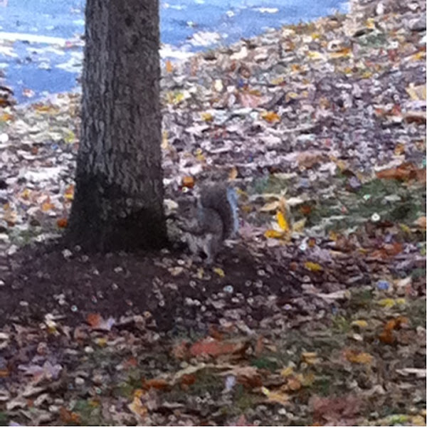 Eastern Gray squirrel | Project Noah