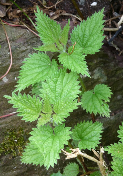 Stinging Nettle | Project Noah