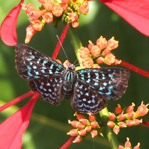 Cramer's Metalmark | Project Noah