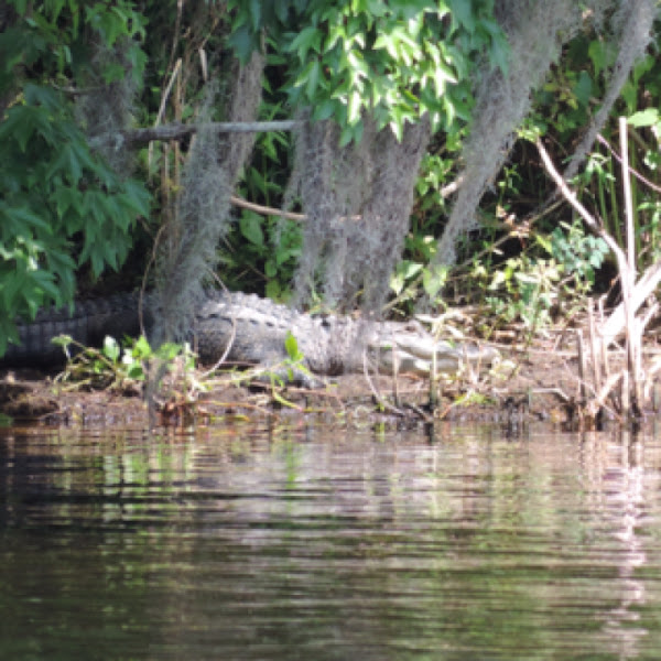 American Alligators | Project Noah