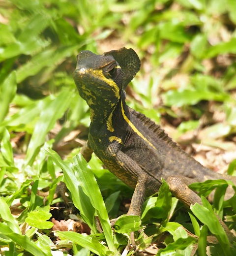 Brown Basilisk | Project Noah