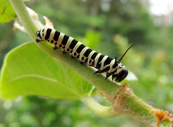 Clearwing Mimic-Queen | Project Noah