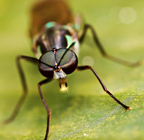 Soldier Fly | Project Noah