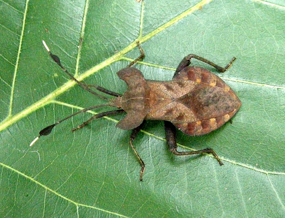 Coreid Bug | Project Noah