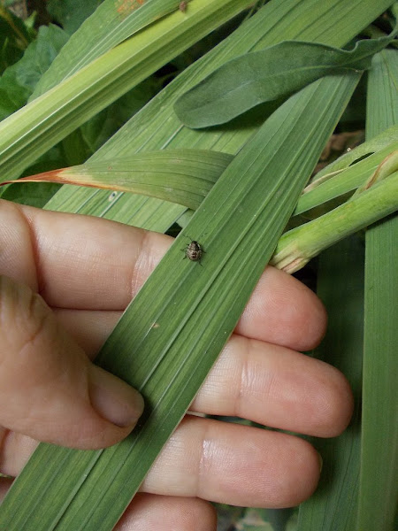 Woundwort Shieldbug 3rd instar | Project Noah
